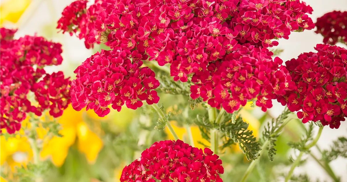 Achillea Millef.-Hybr.'Petra', Garten-Schafgarbe rot - Haid Baumschulen