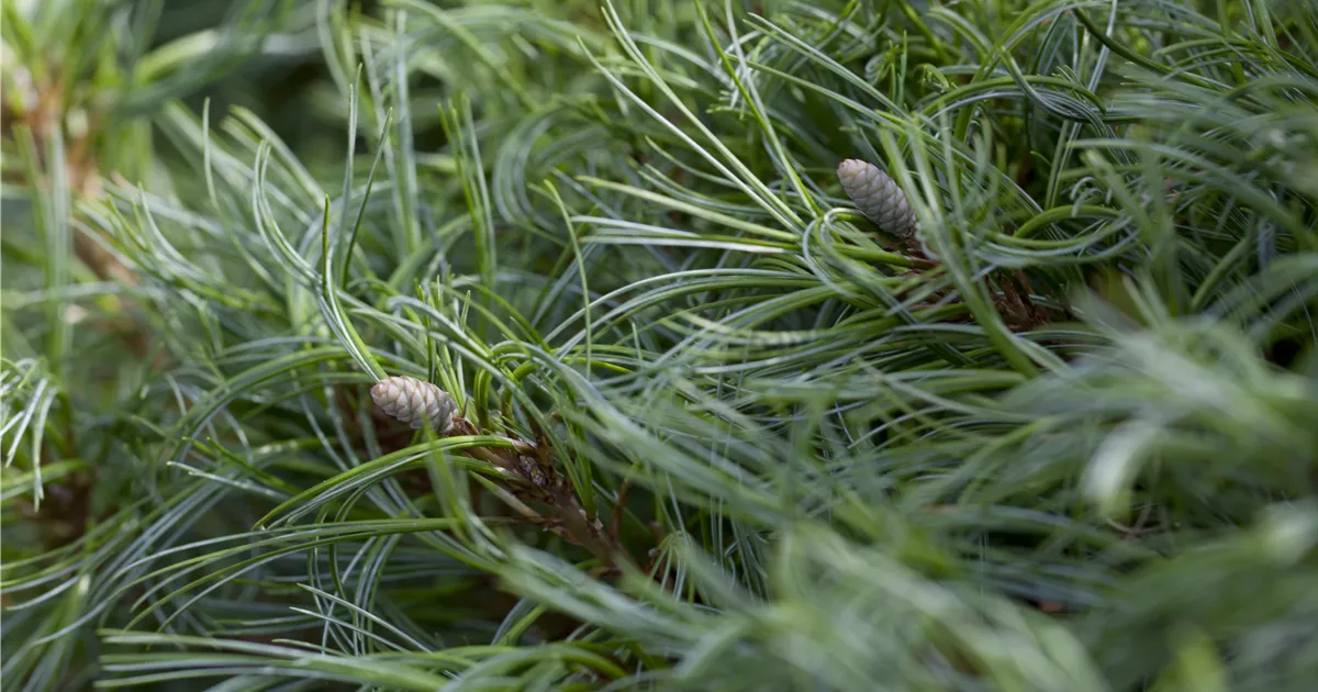 Pinus strobus 'Reinshaus', Weymouths-Kiefer - Haid Baumschulen