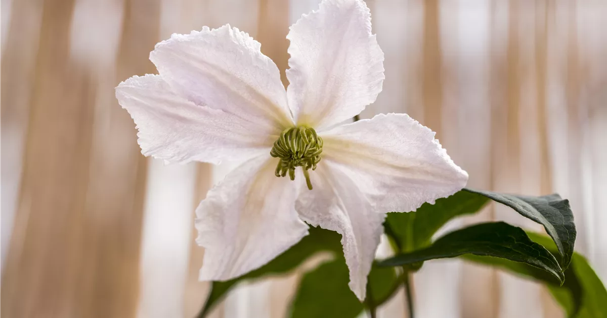 Clematis viticella 'Entel', Ital. Waldrebe 'Entel' rosa mit dunkler ...