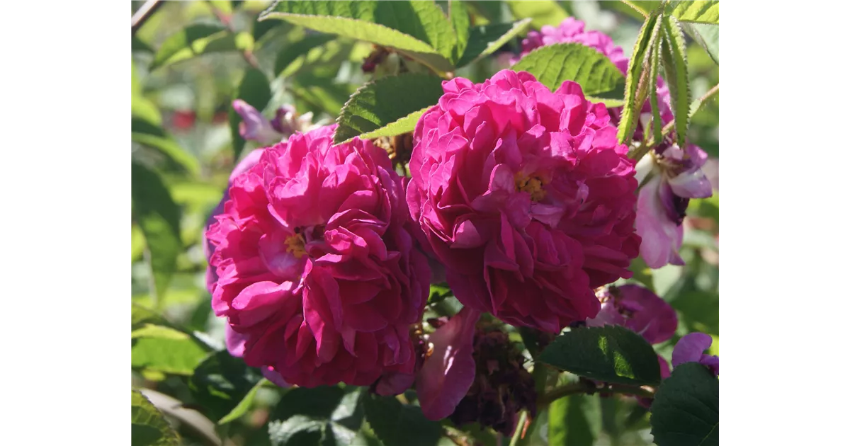 Rosa 'Rose de Resht' STR IV, Strauchrose 'Rose de Resht' - Haid Baumschulen