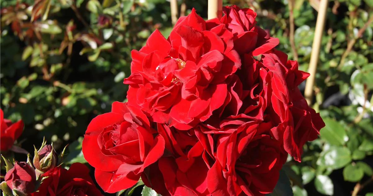 Rosa 'Amadeus' -R- KL VI, Kletterrose 'Amadeus' -R- - Haid Baumschulen